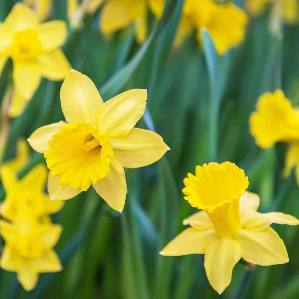 Spring's Sweetest and Most Colorful Flowers - Trias Flowers