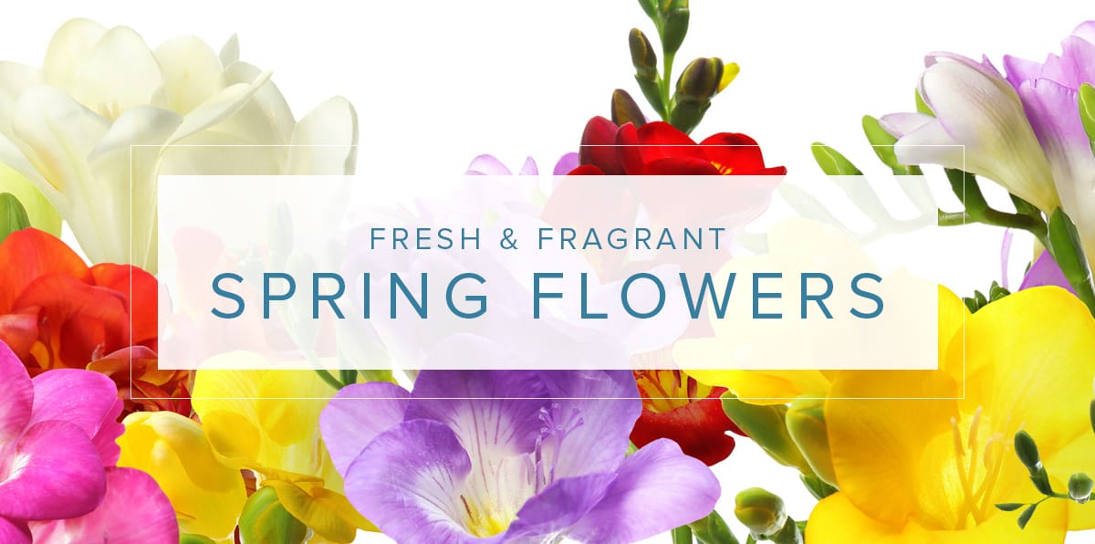 Spring's Sweetest and Most Colorful Flowers - Trias Flowers