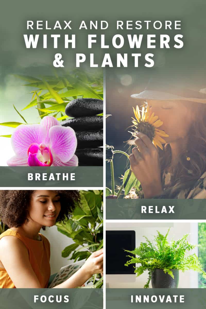 9 Great Reasons for Having Flowers & Plants in Your Life - Trias Flowers