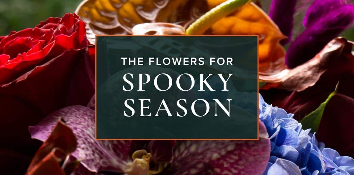 Enchanted Autumn Flowers: Spooky Blooms with Elegant Energy - Trias Flowers
